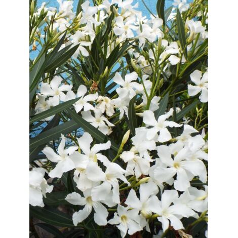 Laurier rose à fleurs blanches Pot de 2L/3L, Touffe