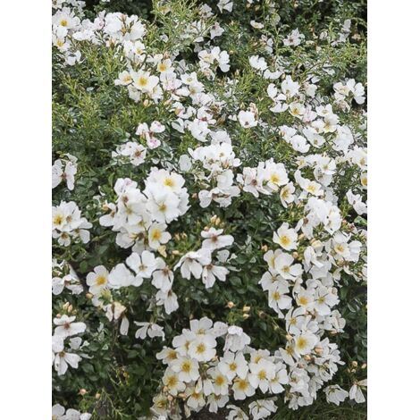 Rosier à massif couvre-sol 'Rose Du Soleil' Pot de 1,5L/2L