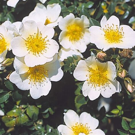 Rosier à massif couvre-sol 'Rose Du Soleil' Pot de 1,5L/2L