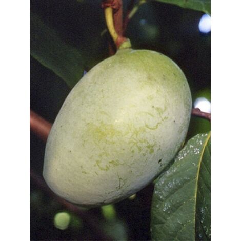 Asiminier, Pawpaw 'Shenandoah' Pot de 3L/4L