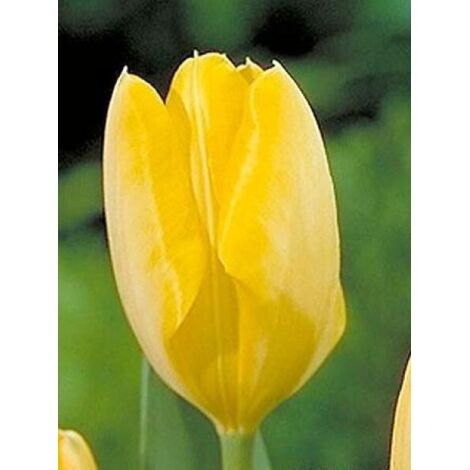 Tulipe fosteriana 'Yellow Purissima' Bulbe calibre 12+ (par 10)