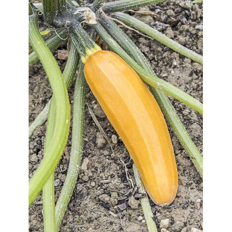 Courgette 'Soleil F1' le sachet de 10 graines