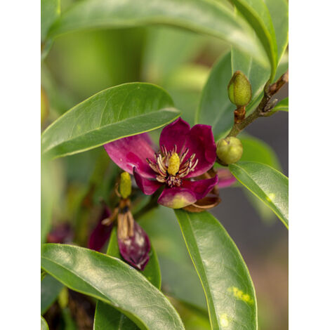Magnolia 'Stellar Ruby' Pot de 6L/7L