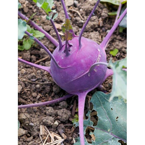 Chou-rave 'Blaro Violet' le sachet de 200 graines