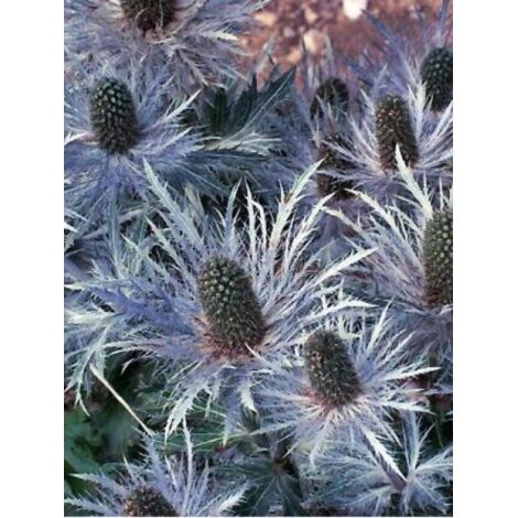 Chardon bleu des Alpes, Panicaut 'Blue Star' Godet de 8/9 cm
