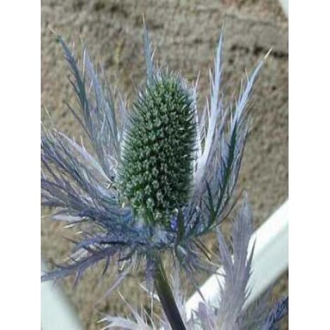 Chardon bleu des Alpes, Panicaut 'Blue Star' Godet de 8/9 cm