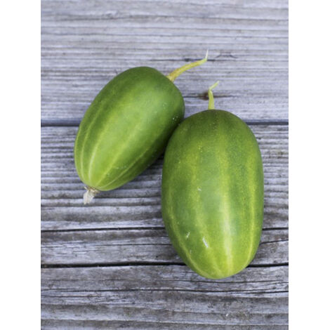 Cornichon de Russie le sachet de 20 graines environ