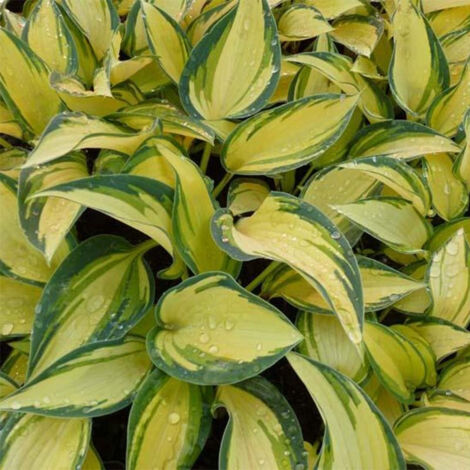Hosta 'Remember Me'® Pot de 1,5L/2L