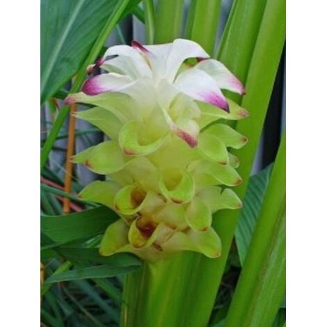 Curcuma Pot de 2L/3L