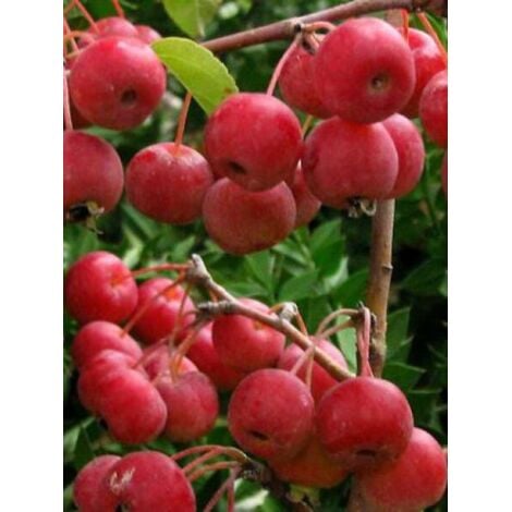 Pommier d'ornement Evereste® 'Perpetu' Racines nues, Demi-tige