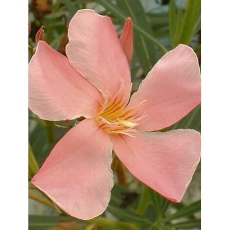 Laurier rose 'Soleil Levant' Pot de 3L/4L, Touffe