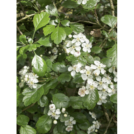 Aubépine, épine à fleurs Racines nues