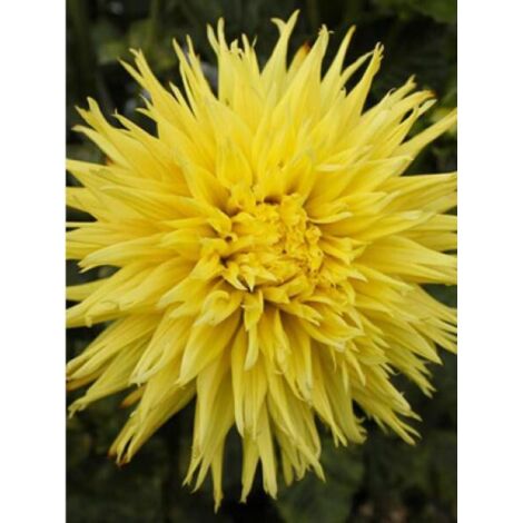 Dahlia gpe dentelle ''Fringed Encore'' Bulbe calibre I