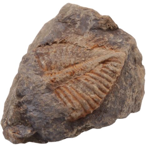 1 PC Natural Trilobite Tail Fossil Ancient Fossils Teaching Specimens ...