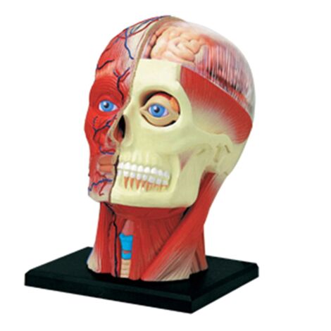Medical Torso Human Body Model Education Head Muscles Nerve Organs ...
