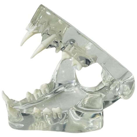 Transparent Teeth Anatomical Model Dental Animals Oral Tooth Jaw for ...