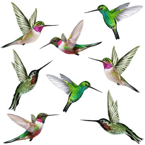 8 Large Beautiful Humming Bird Static Cling Window Stickers Hummingbird ...