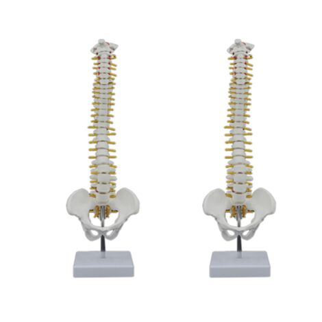 45CM Human Spine with Pelvic Model Human Anatomical Anatomy Spine Model ...