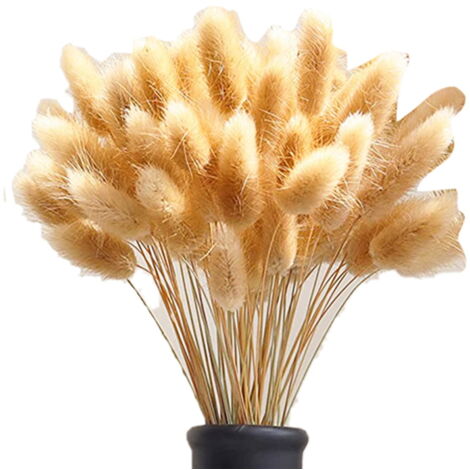 100 Stems Natural Dried Bunny Tail Grass, Rabbit Tail Grass, Small ...