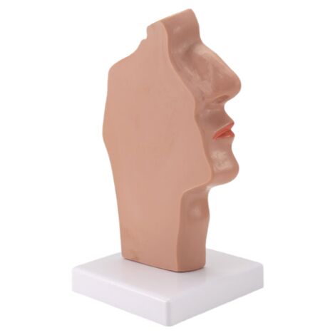 Nasen HöHlen Hals Anatomie Modell Menschliches Anatomisches Pharynx ...