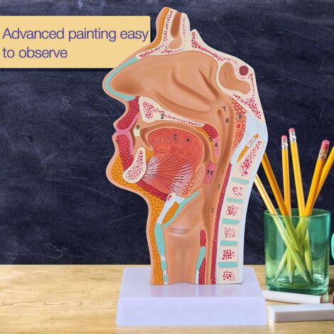 2X Nasen Höhlen Hals Anatomie Modell Menschliches Anatomisches Pharynx ...