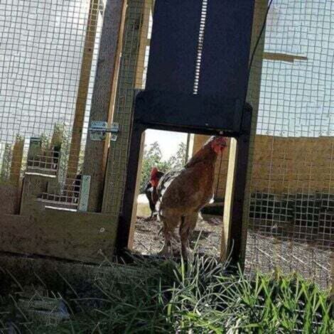 ZVD-Automatic Chicken Coop Door Kit, Battery Powered Automatic Chicken ...