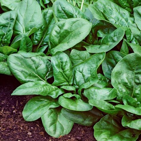 Espinacas Matador semillas de espinacas vegetales fértiles