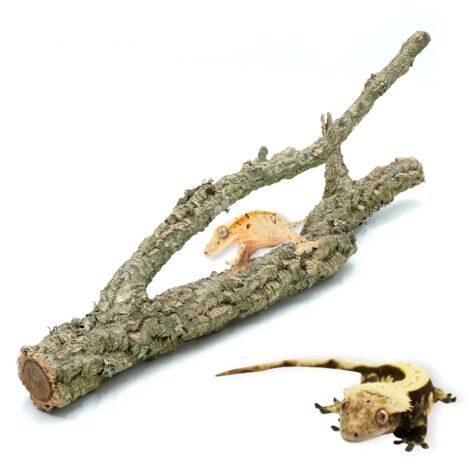 Rama de alcornoque BioBranch de 40 cm, recta o ramificada