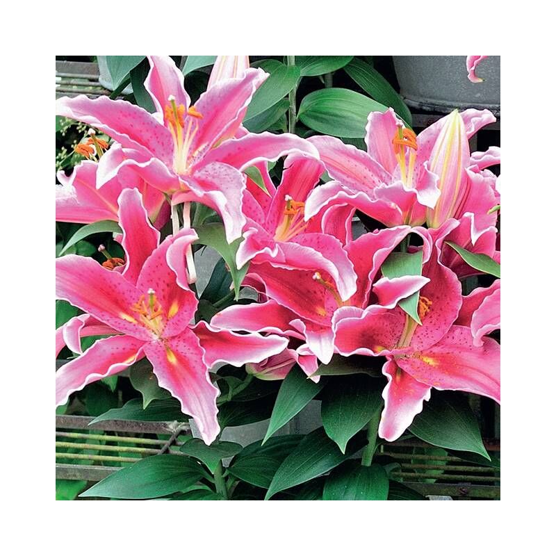 Lys oriental. en pot Sunny Martinique 1 pc.