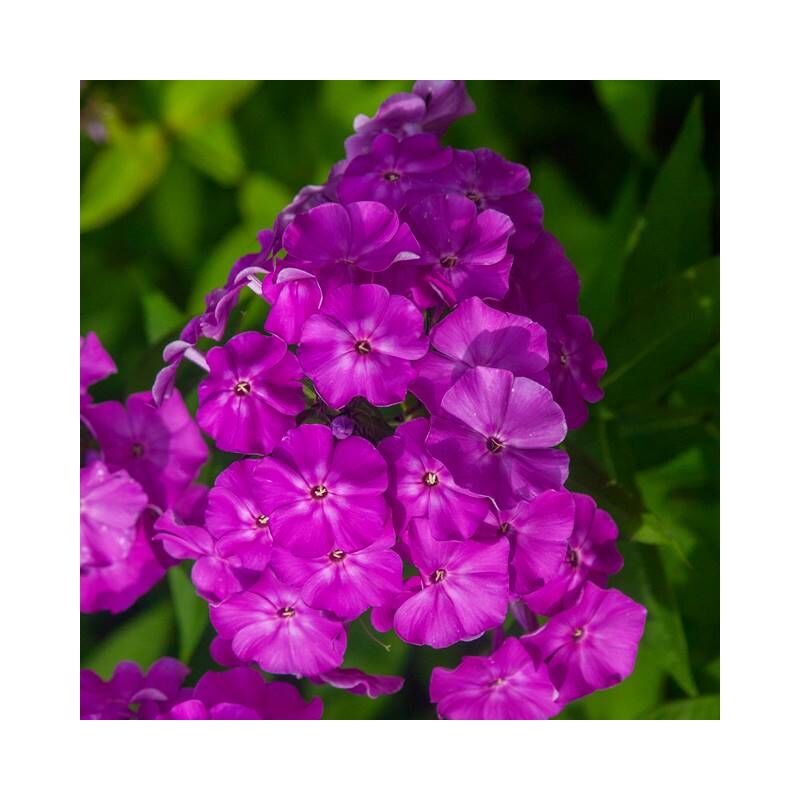 Phlox Flox Flame panicule violet 1 pc.