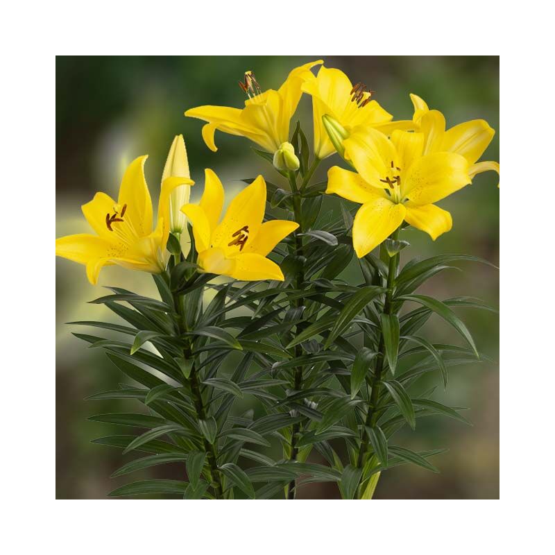 Lys asiatique en pot Summer Sun 1 pc.