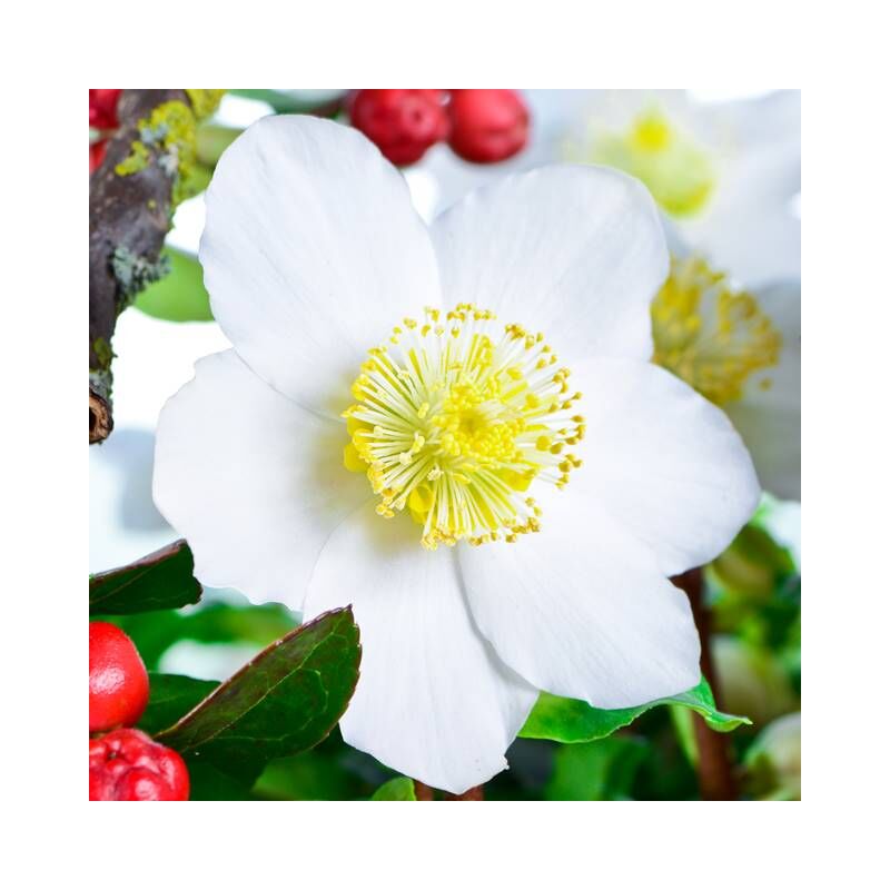 Helleborus niger Hellébore blanc 1 pc.