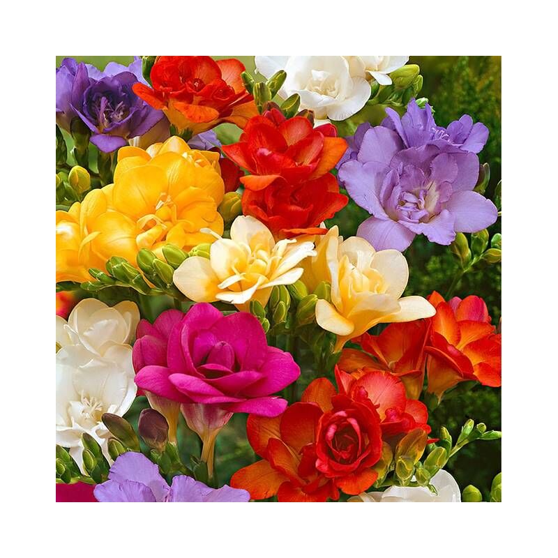 Ensemble double de Freesias Freesia complet 50 pièces.