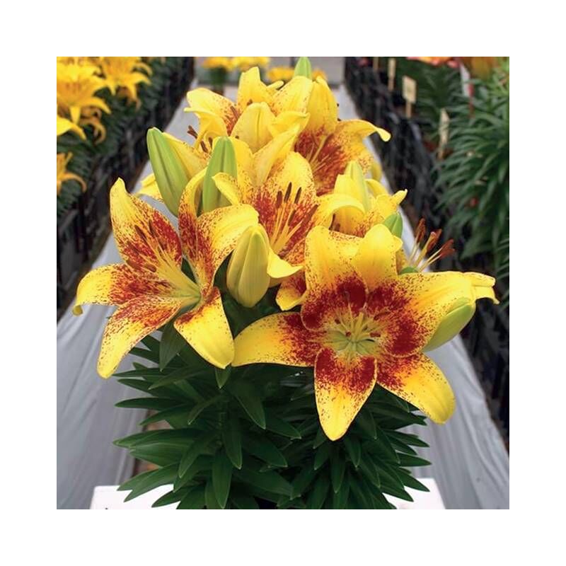 Lys asiatique en pot Tiny Nugget 1 pièce.