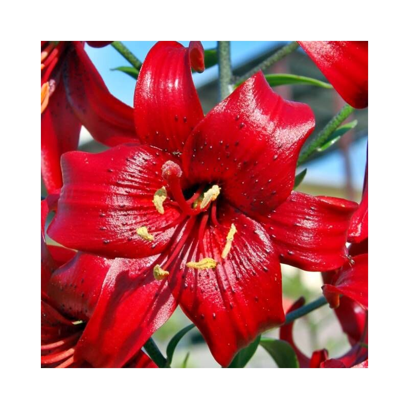 Lys tigré Tigre rouge 1 pièce