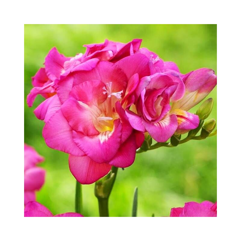 Freesia double Freesia double rose 10 pcs.