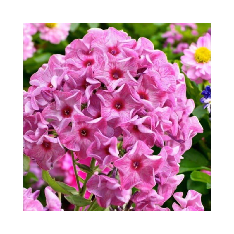 Phlox Flox Panicule Flamme Grande Roue 1 pc.