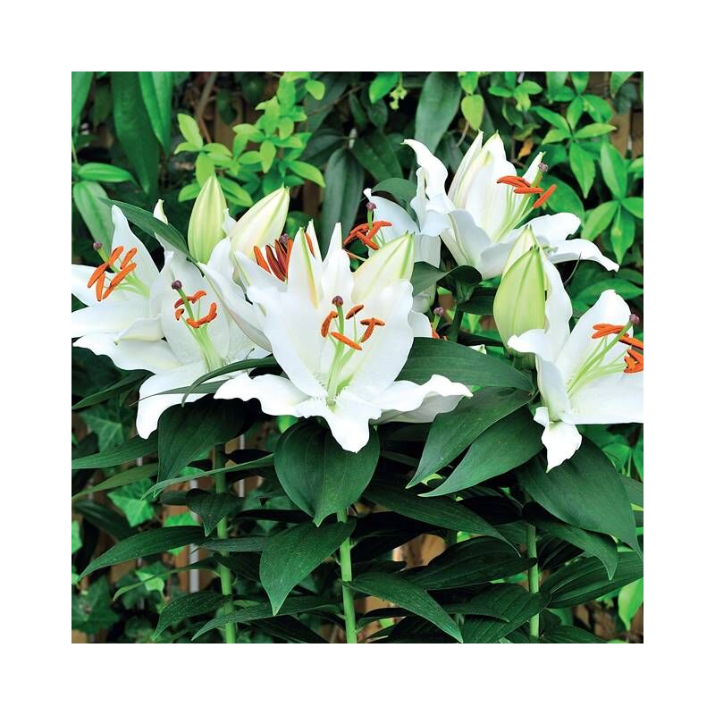 Lys oriental en pot Sunny Okinawa 1 pièce