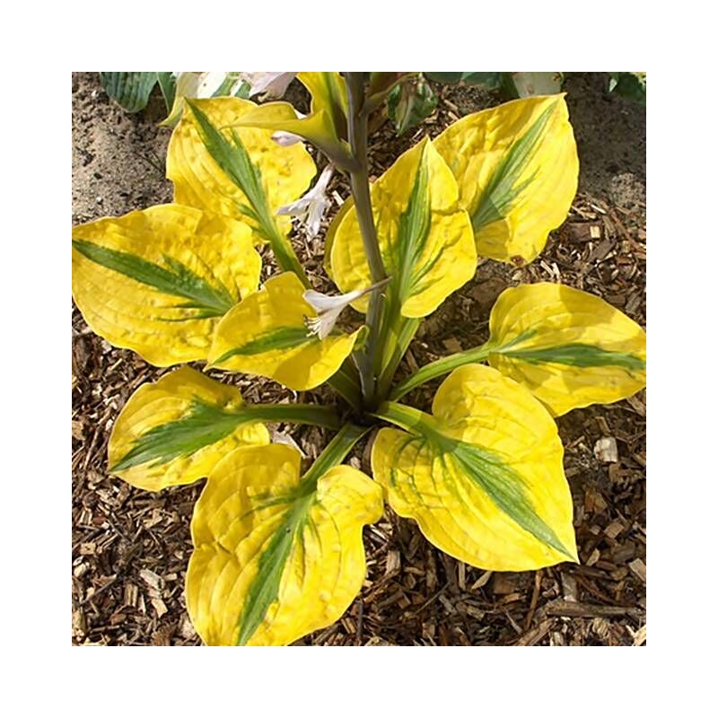 Hosta Funkia Glad Rags 1 pièce