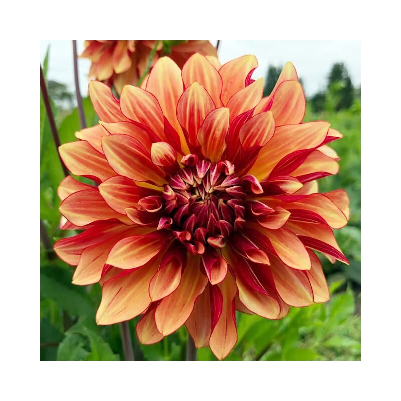 Dahlia décoratif Miss Brandy 1 pc.