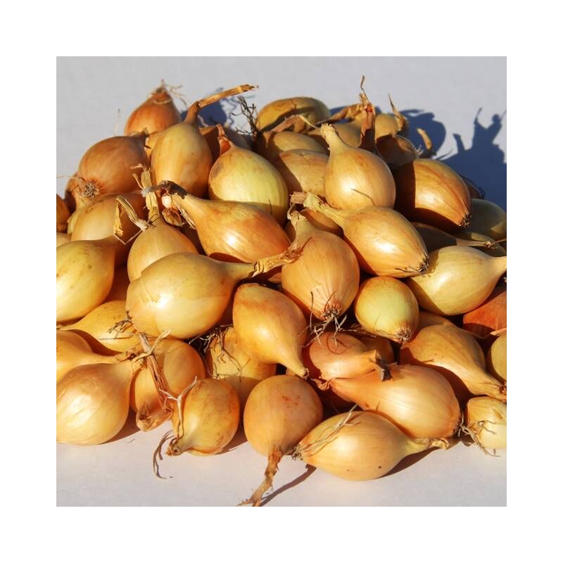 Oignon de printemps jaune Wolska à planter 0,5 kg