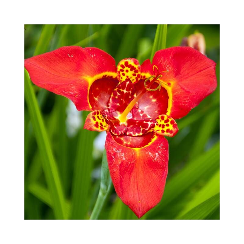 Tigridia Speciosa 10 pièces