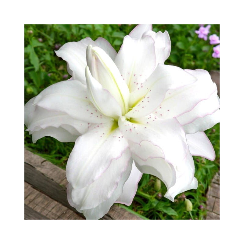 Lys oriental double Lotus Ice 1 pc.