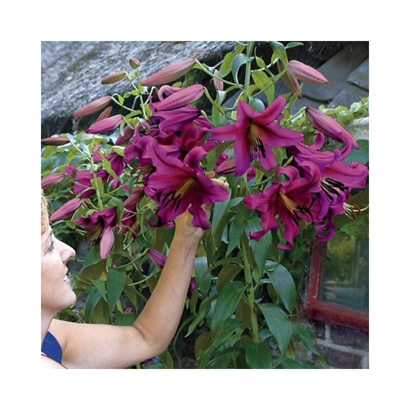 Lys des arbres Purple Prince XXL (20/22) 1 pc.