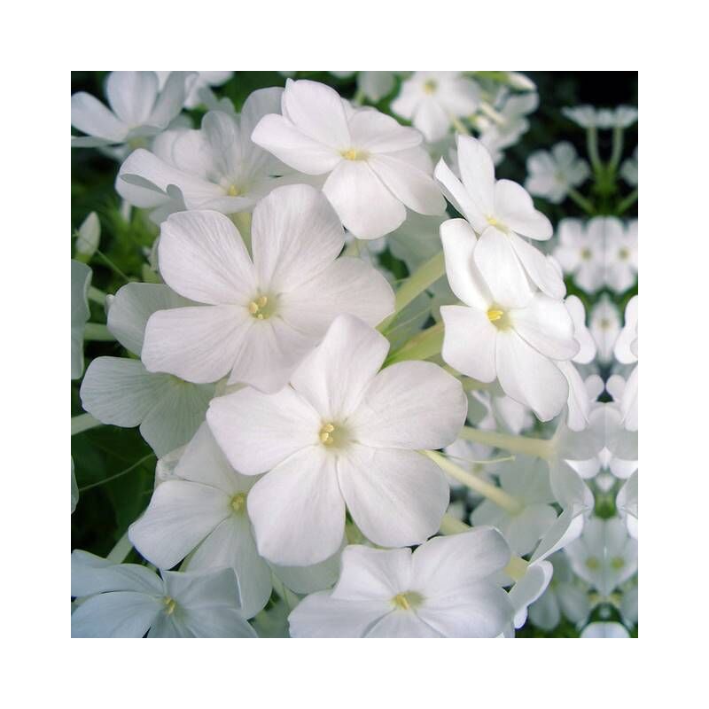 Phlox Flox Panicled Flame Blanc 1 pièce