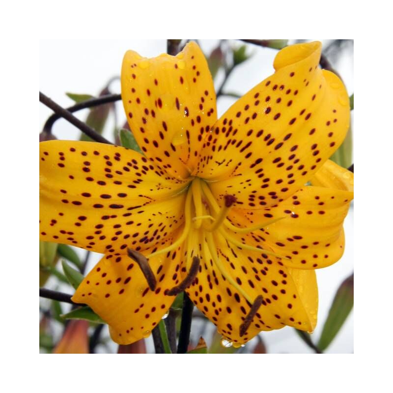 Lys tigré Tigre Jaune 1 pc.