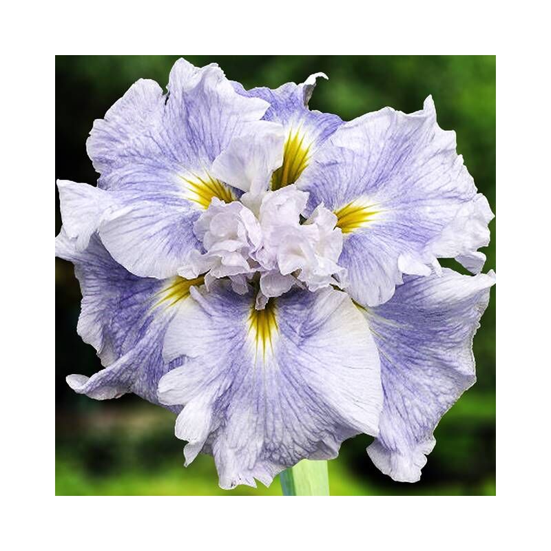 Iris ensata Japanese Wave Action 1 pièce