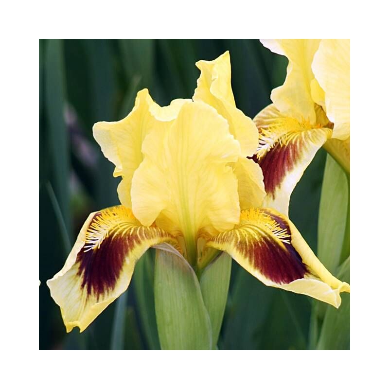Iris pumila low Ritz 1 pièce
