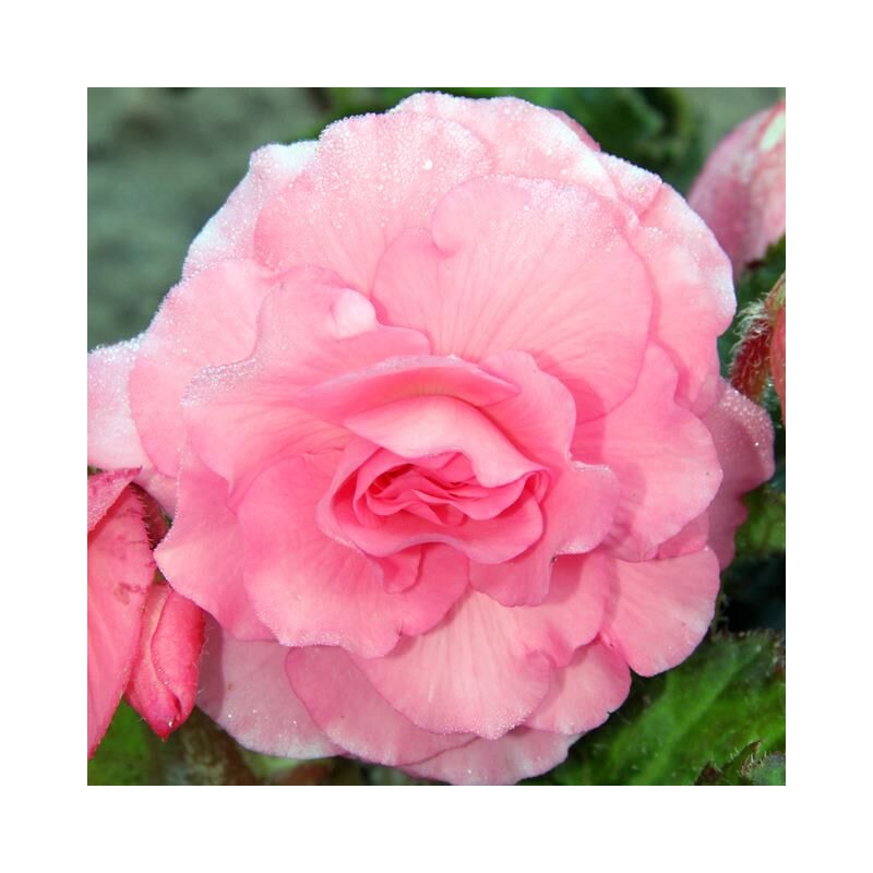 Bégonia grandiflora double rose 5 pcs.