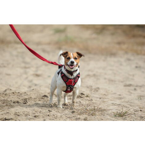 Collier pour chien TrueLove rouge actif Sélectionnez la taille : XL